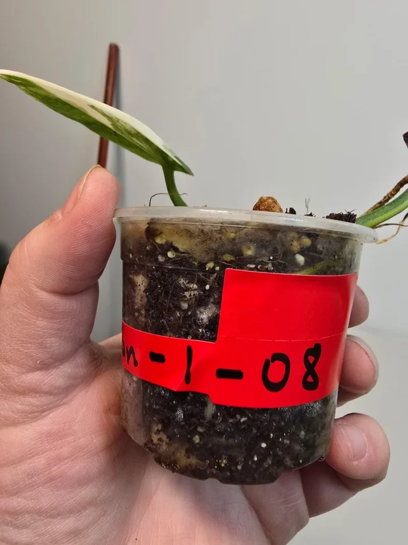 Variegated Scindapsus Pictus 'Jade Satin' Live Plant