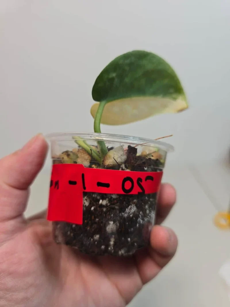 Variegated Scindapsus Pictus 'Jade Satin' Live Plant for Indoors