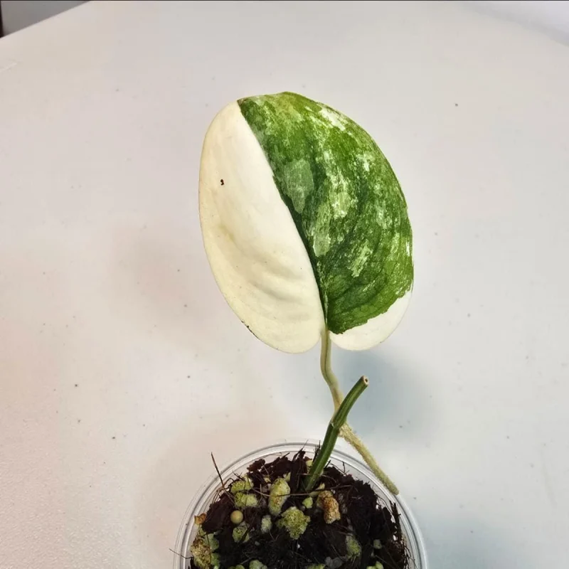 Variegated Scindapsus Pictus 'Jade Satin' Live Plant