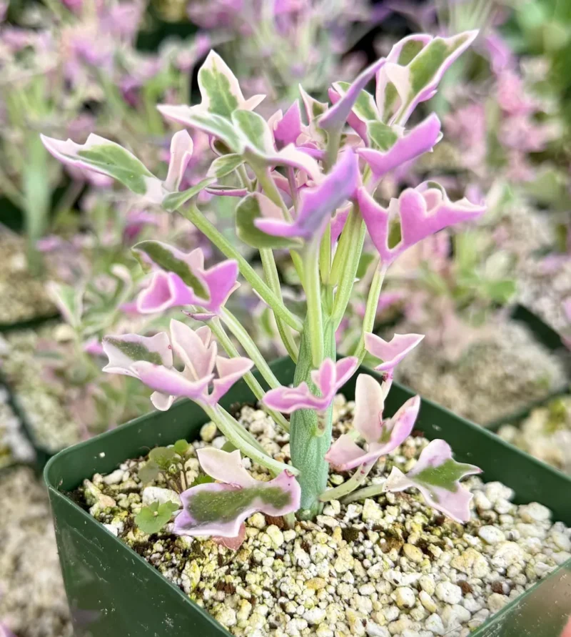 Variegated Senecio Articulatus Live Plant - 4 inch Pot