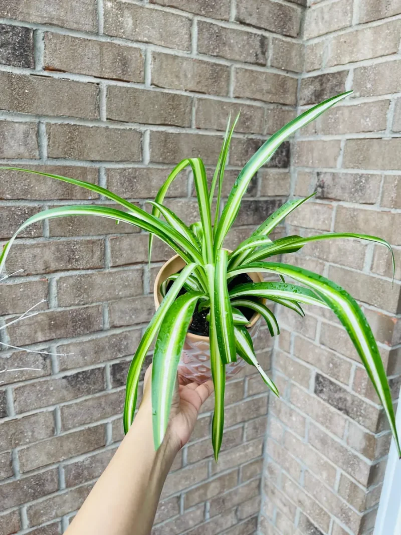 Variegated Spider Plant - Easy Care Houseplant in 2-inch Pot