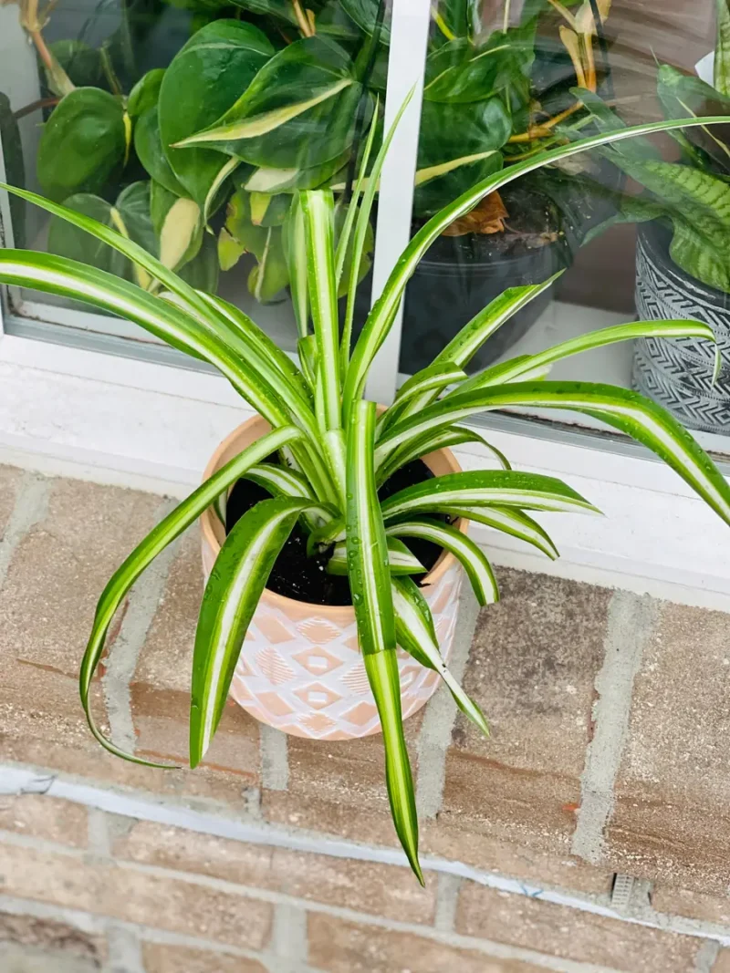 Variegated Spider Plant - Easy Care Houseplant in 2" Pot