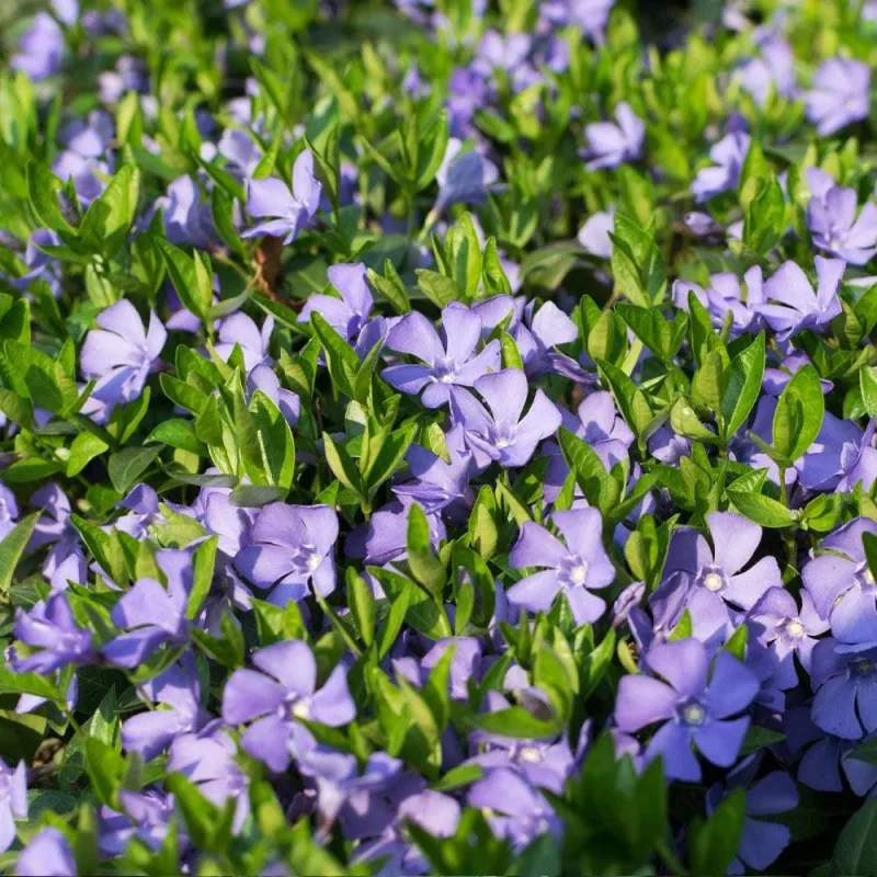 Vinca Vine (Periwinkle) Bare-root - Ground Cover Plant