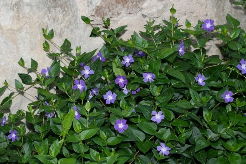 Vinca Vine (Periwinkle) Bare-root - Ground Cover Plant