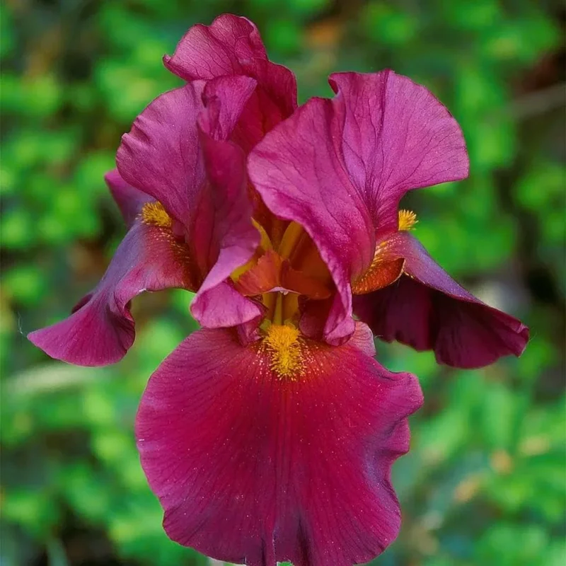 War Chief Reblooming Bearded Iris - Ruby Red Bareroot Plant