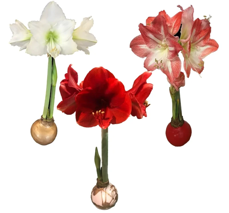 Waxed Amaryllis Bulb Collection: Red, White, Minerva - 3 Bulbs