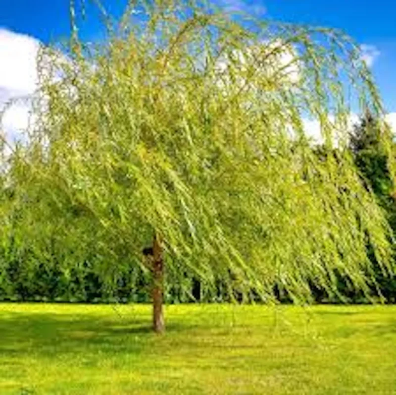 Weeping Willow Tree - 12-24in Tall Bare Root Salix babylonica