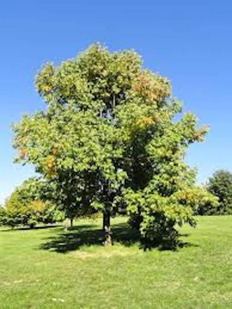 White Ash Tree Bare Root - Fraxinus americana Live Plant