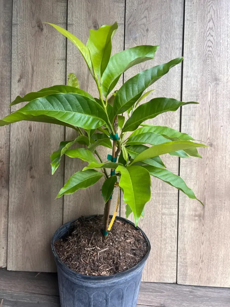 White Champaca Live Plant - Grafted Michelia alba Tree