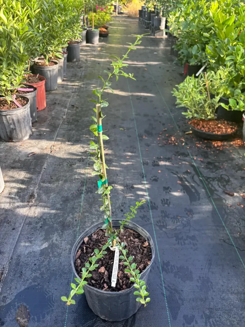 3 Gallon White Finger Lime Grafted Tree - 1-2 ft Tall