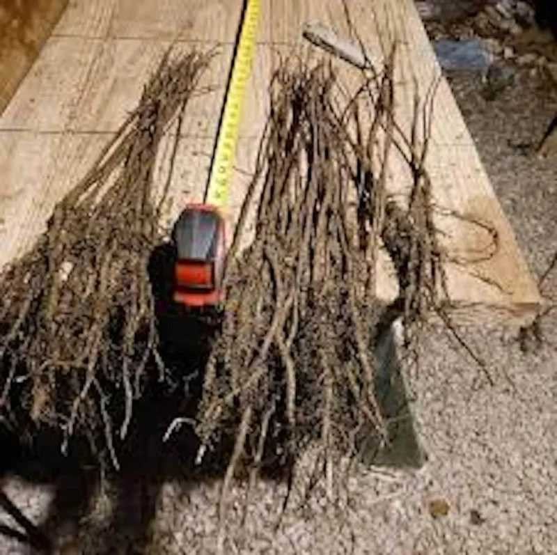 White Mulberry Tree Bare Root - Morus Alba 12-24in Tall
