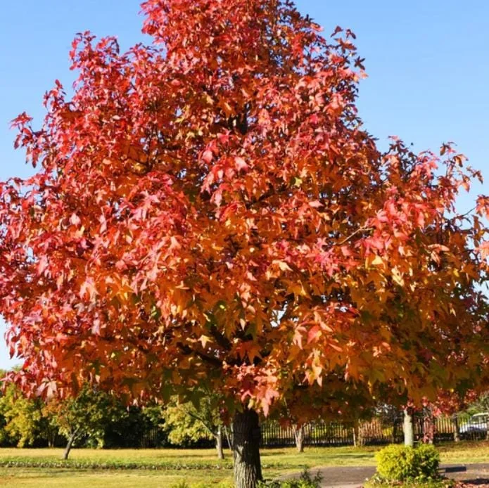 White Oak Live Tree - 12-18" Tall Quercus alba for Landscape