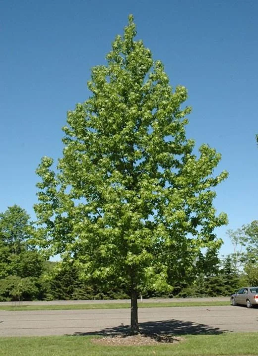 White Oak Live Tree - 12-18" Tall Quercus alba for Landscape