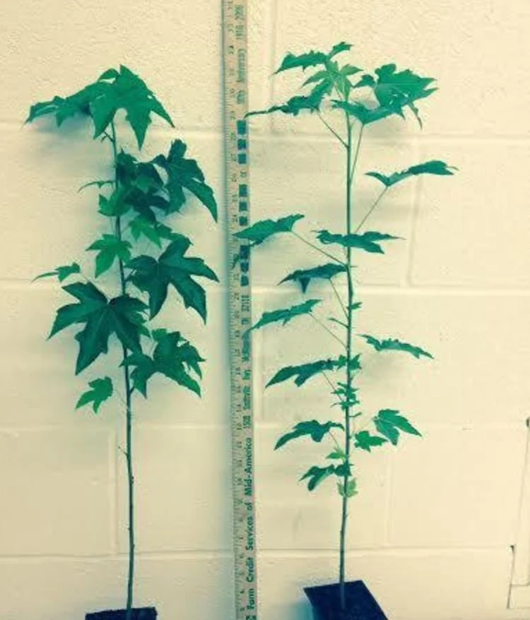 White Oak Live Tree - 12-18" Tall Quercus alba for Landscape