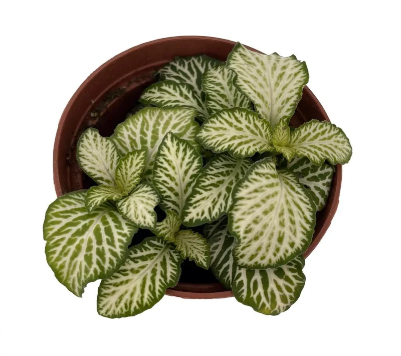 White Tiger Mini Nerve Plant - Fittonia - Live Plant 2.5" Pot