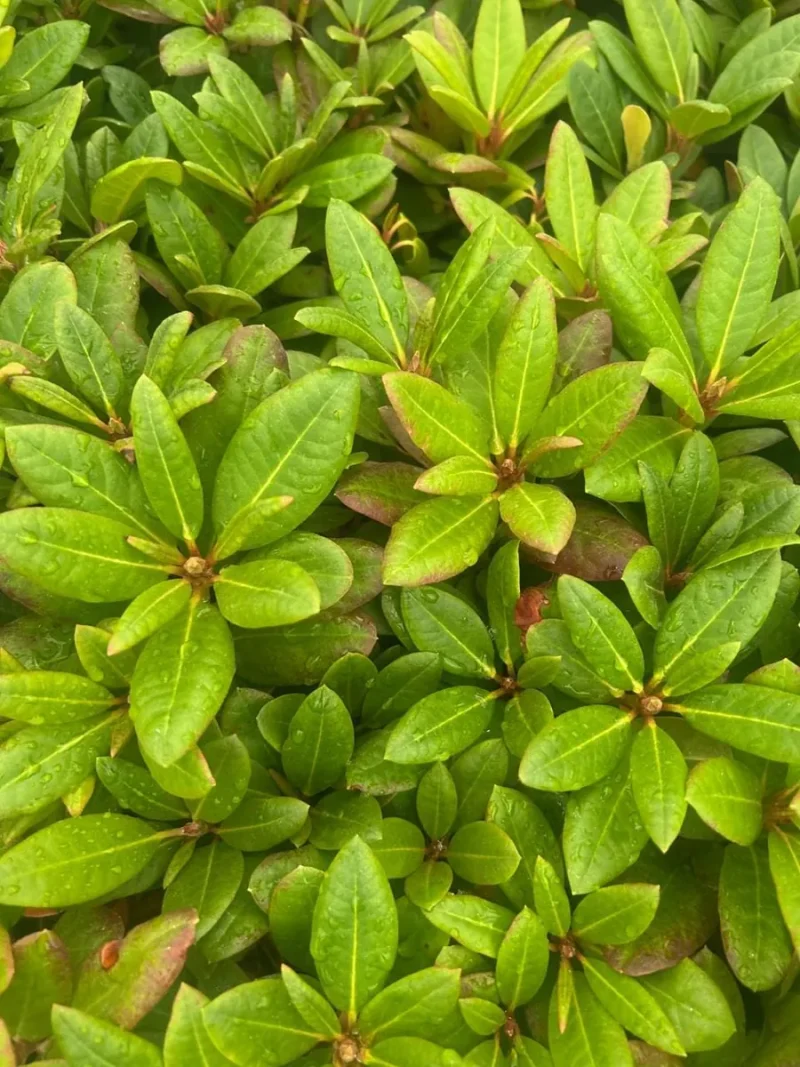 Yaku Prince Rhododendron Live Plant - Hardy & Showy - 4 inch Pot