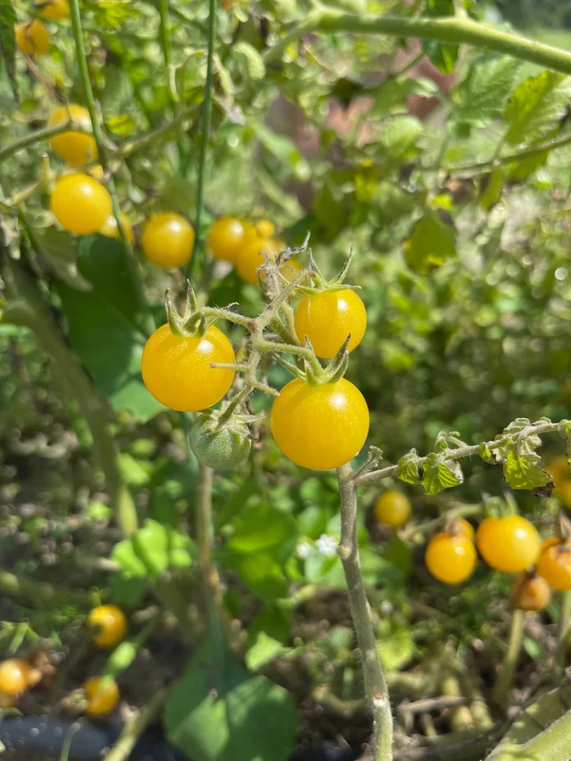 Yellow Everglades Tomato Seeds - Rare & Heat Tolerant