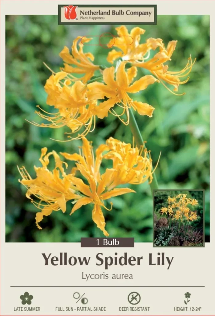 Yellow Spider Lily Bulb - Lycoris aurea - 10/12 cm