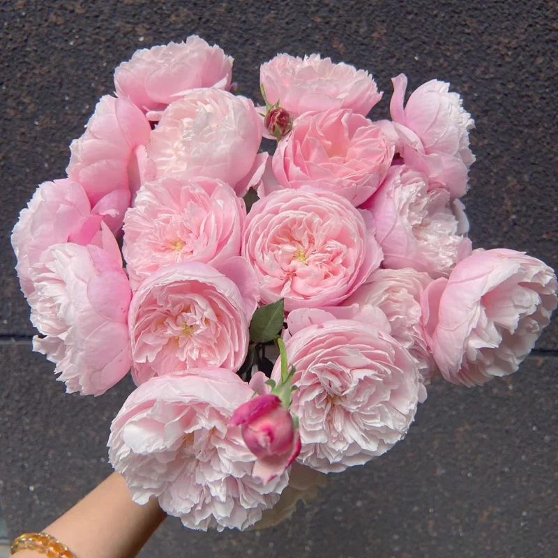 Plume Rose Plant – Soft Pink, Fragrant Shrub Rose for Gardens