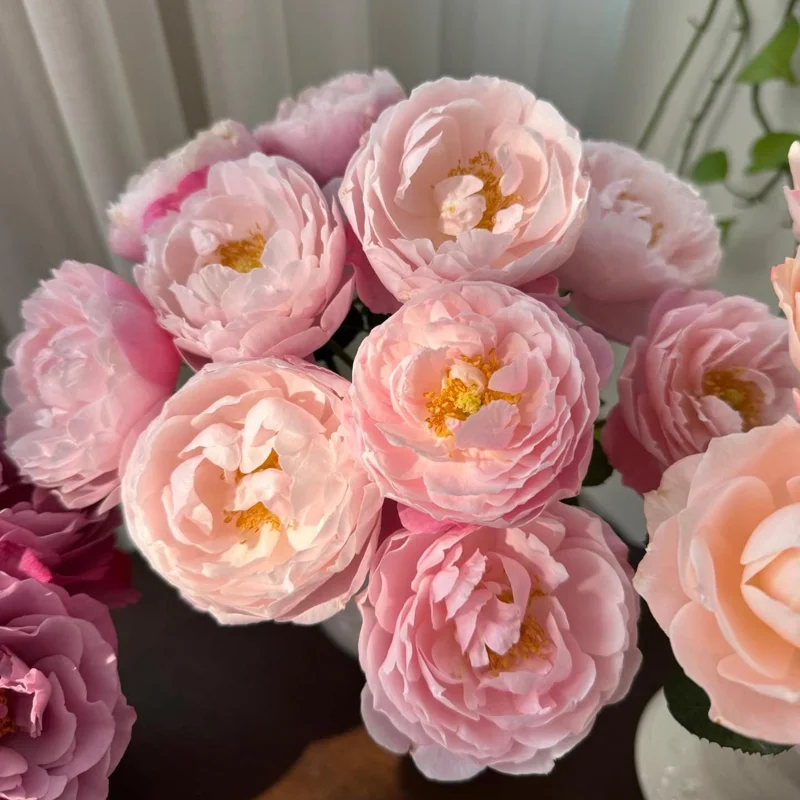 Plume Rose Plant – Soft Pink, Fragrant Shrub Rose for Gardens