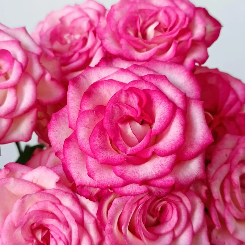 Pink/Light Purple Double Petal Rose Live Plant - Fragrant Bloom