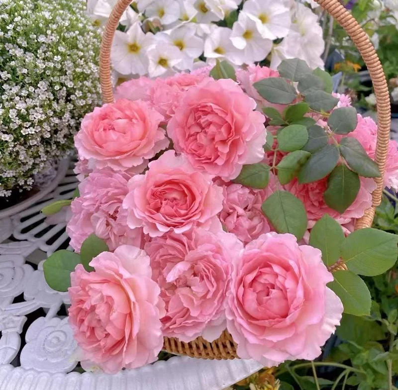 Pink/Light Purple Double Petal Rose Live Plant - Fragrant Bloom