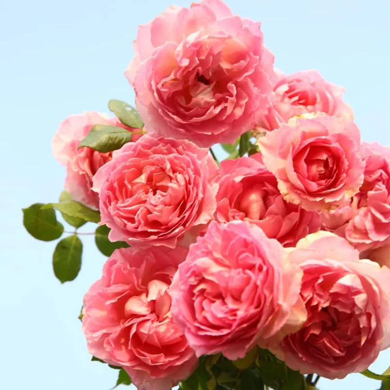 Pink/Light Purple Double Petal Rose Live Plant - Fragrant Bloom